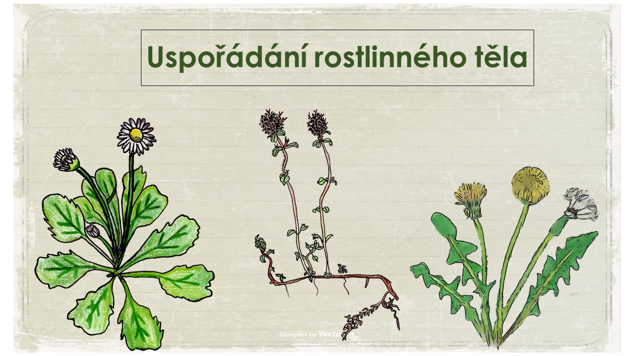 Stavba těla semenných rostlin :: Prirodak-7