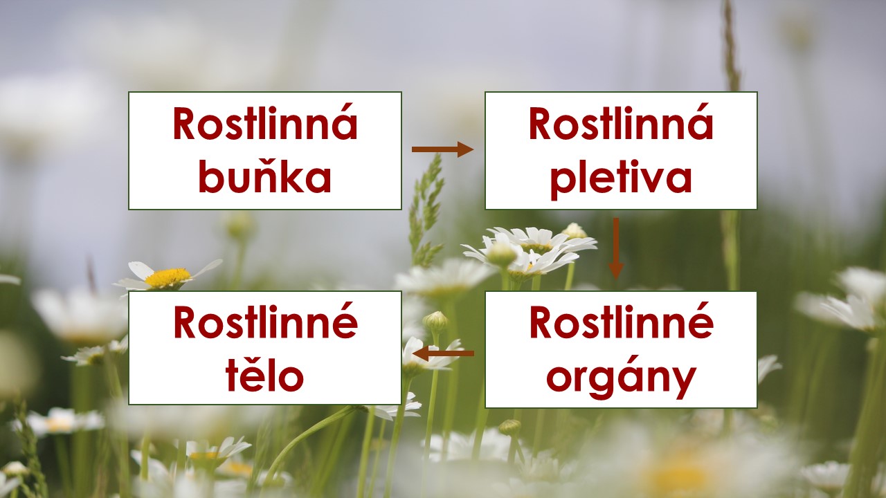 Stavba těla semenných rostlin :: Prirodak-7