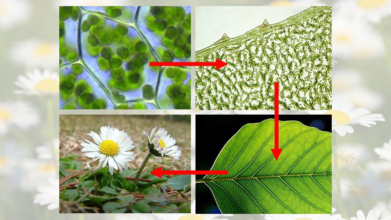 Stavba těla semenných rostlin :: Prirodak-7
