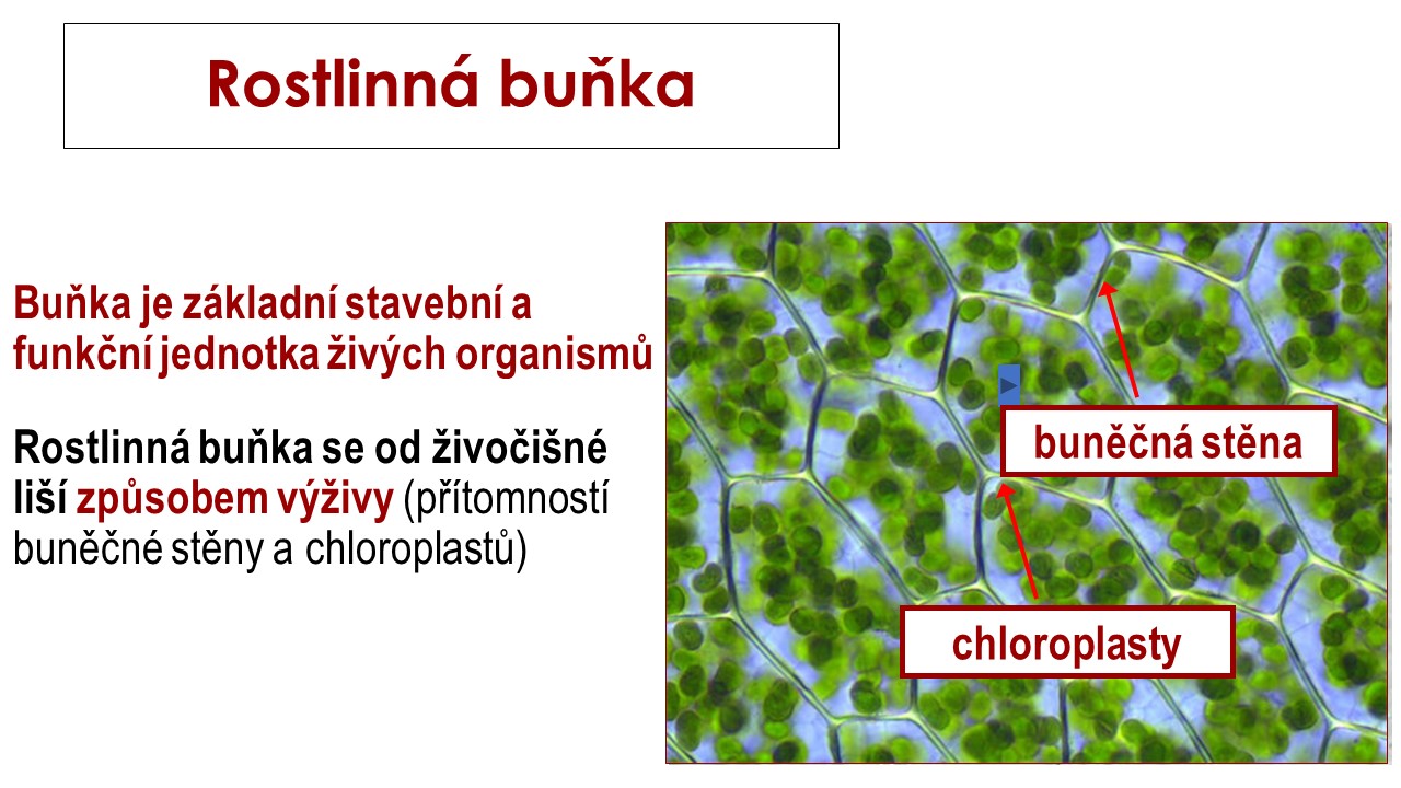 Stavba těla semenných rostlin :: Prirodak-7
