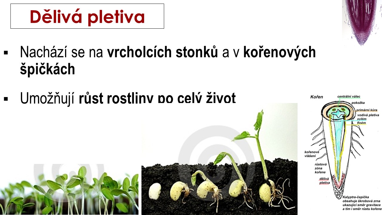 Stavba těla semenných rostlin :: Prirodak-7