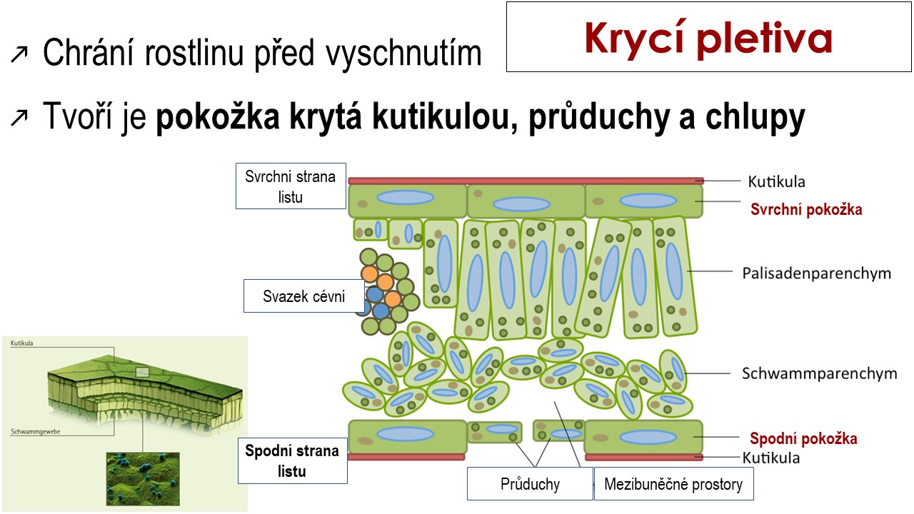 Stavba těla semenných rostlin :: Prirodak-7