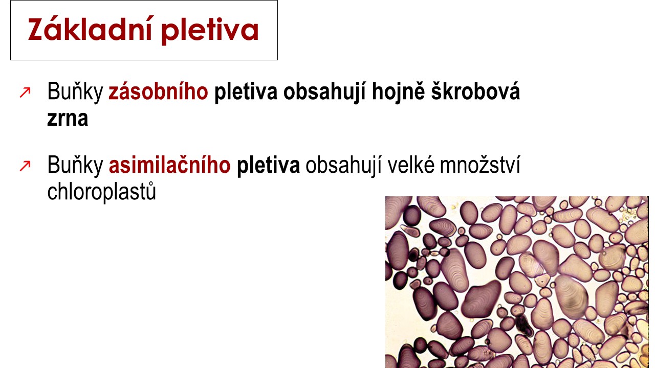 Stavba těla semenných rostlin :: Prirodak-7