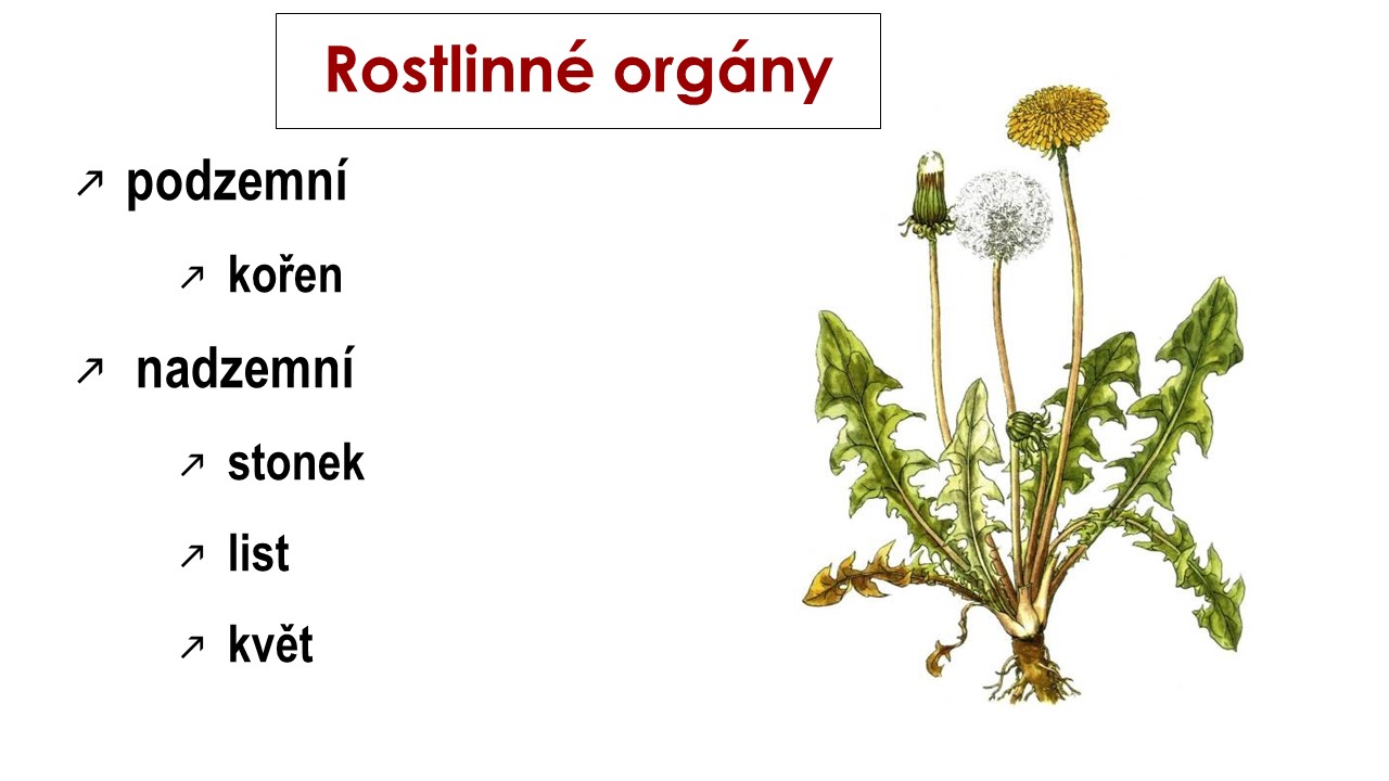 Stavba těla semenných rostlin :: Prirodak-7